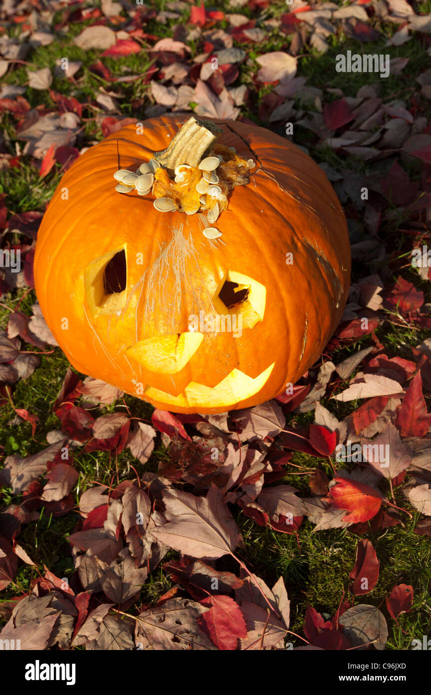 Halloween Jack O' Lanterns carved from a pumpkiin Stock Photo - Alamy