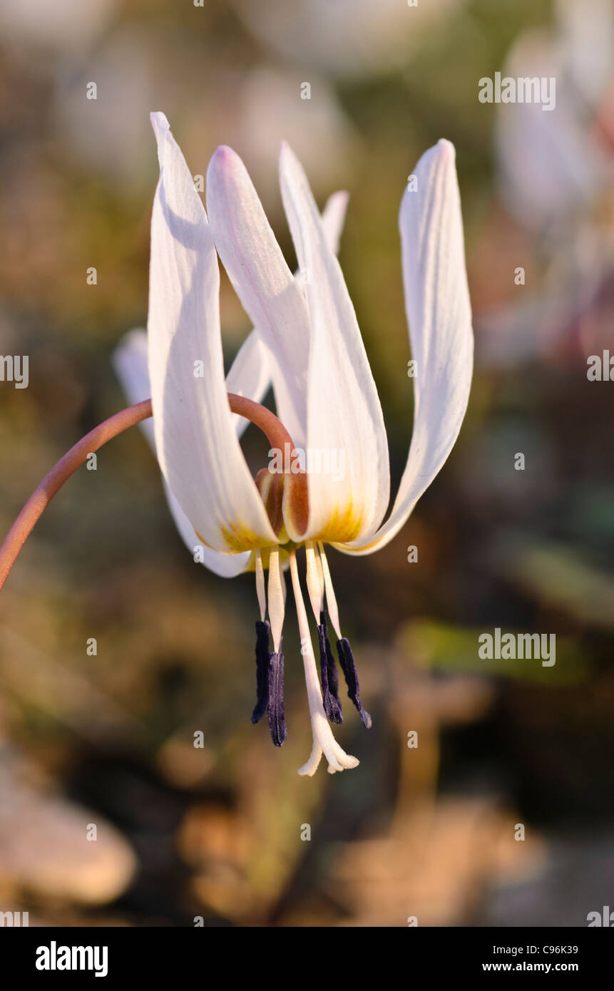 Dog's tooth violet (Erythronium dens-canis Stock Photo - Alamy