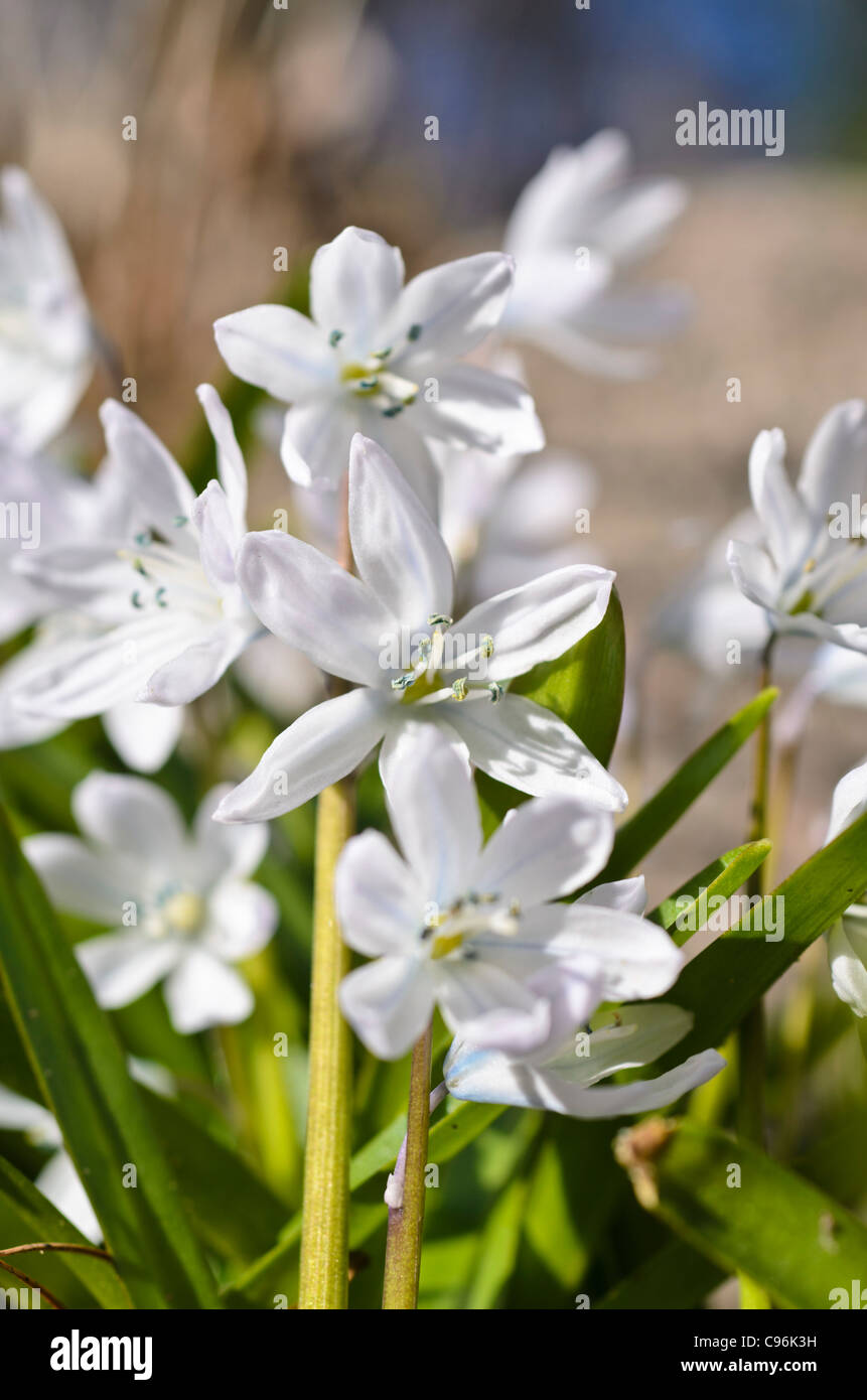White squill scilla hi-res stock photography and images - Alamy