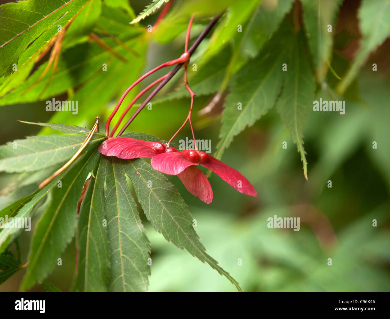 Twigs seedpods hi-res stock photography and images - Alamy