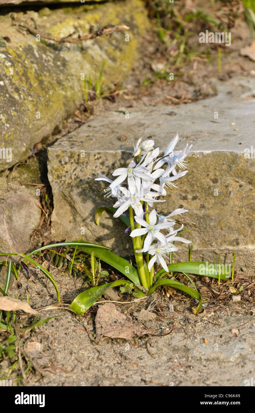 White squill (Scilla mischtschenkoana Stock Photo - Alamy