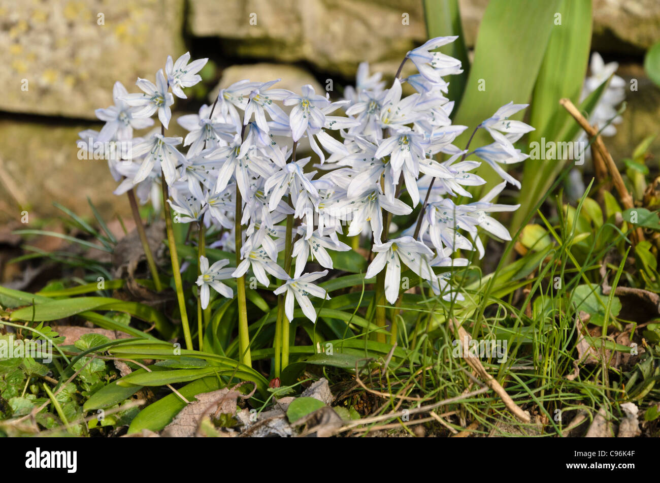 White squill scilla hi-res stock photography and images - Alamy