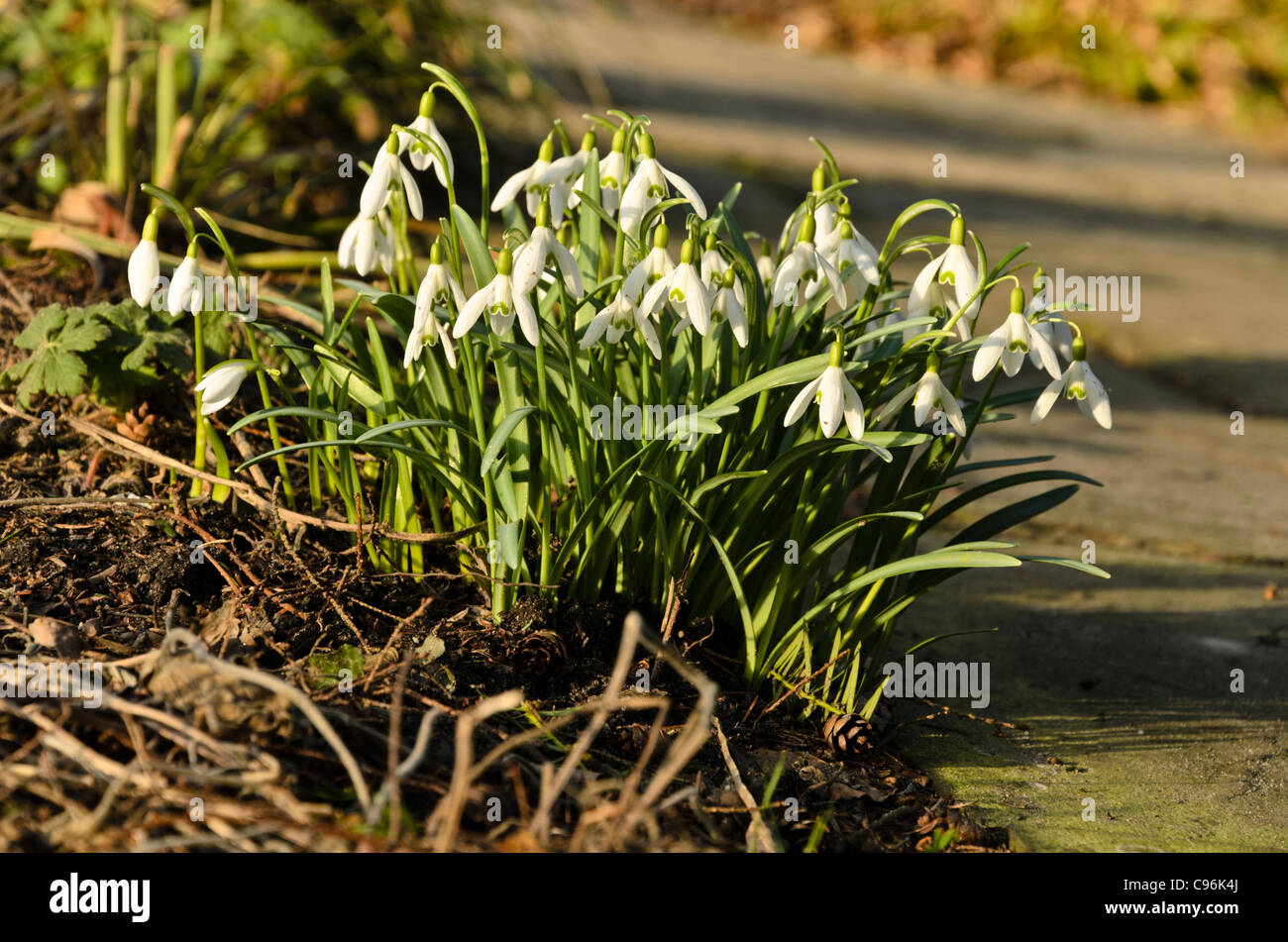 Common snowdrop (Galanthus nivalis Stock Photo - Alamy