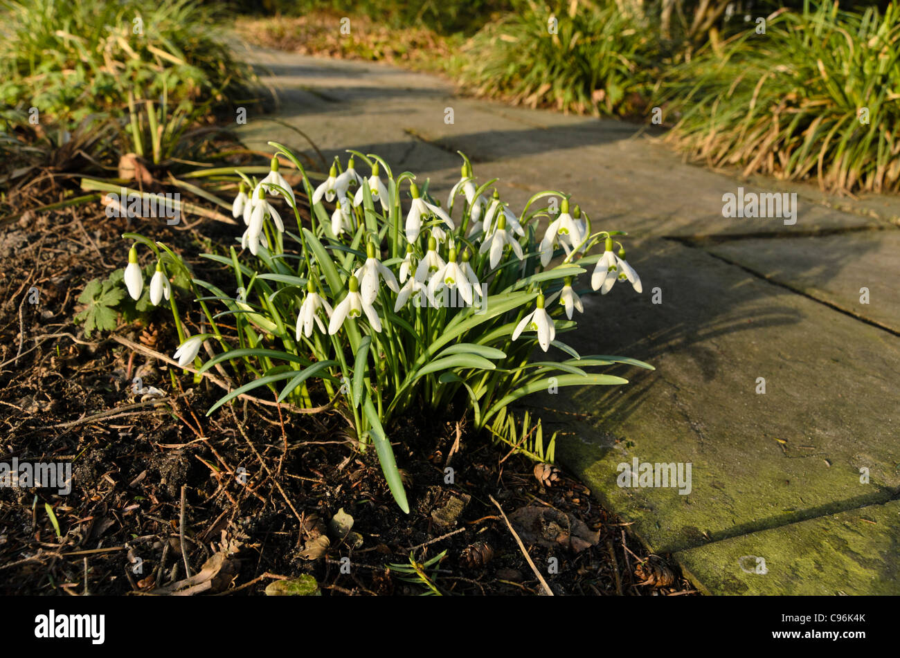 Common snowdrop (Galanthus nivalis Stock Photo - Alamy