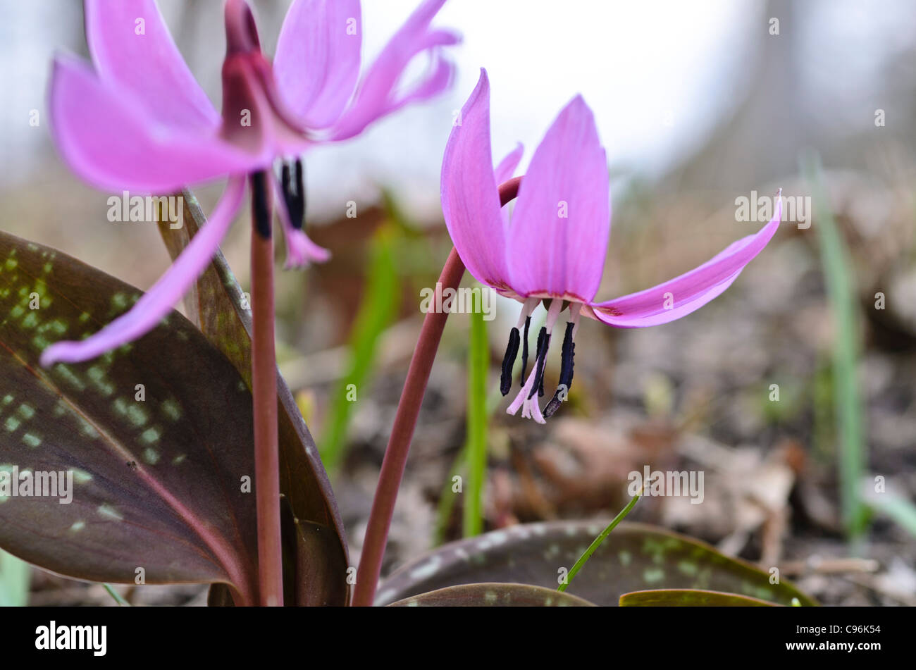 Dog's tooth violet (Erythronium dens-canis Stock Photo - Alamy