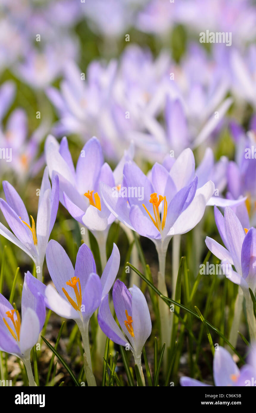 Early crocus (Crocus tommasinianus Stock Photo - Alamy
