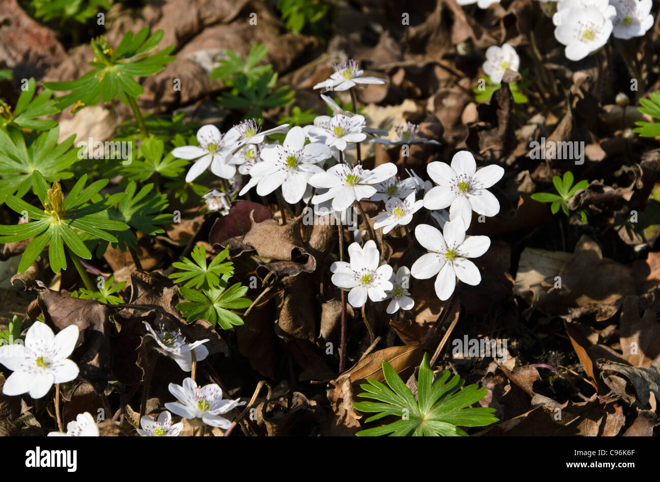 Liverwort (Hepatica nobilis 'Alba' Stock Photo - Alamy
