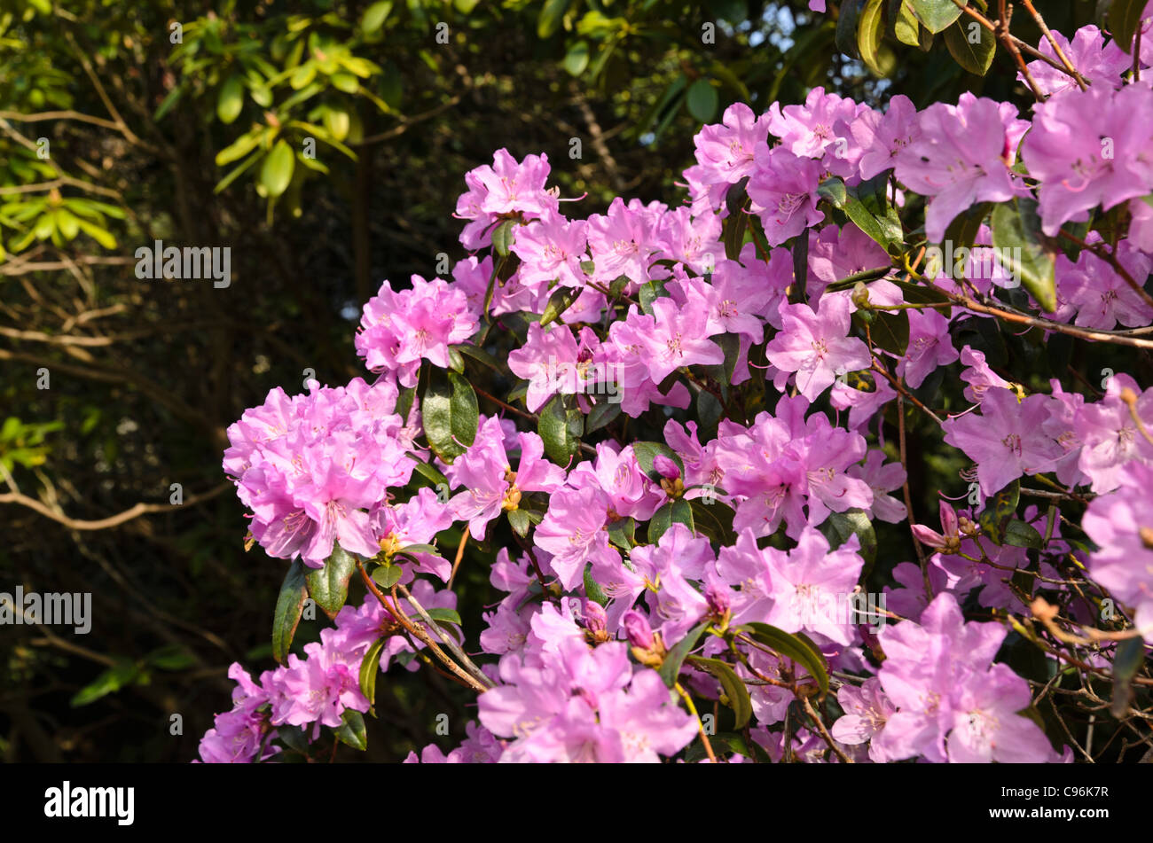 Rhododendron praecox hi-res stock photography and images - Alamy