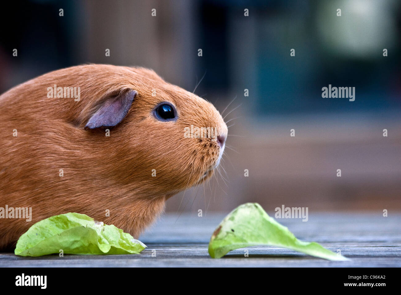 Guinea pig cuddle hi-res stock photography and images - Alamy