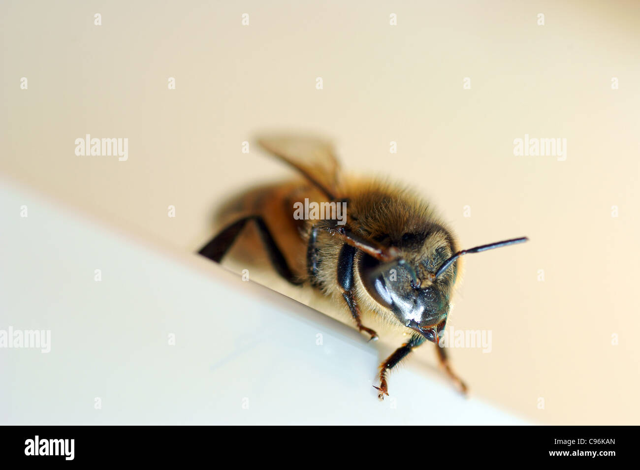 a brown honey bee Stock Photo - Alamy