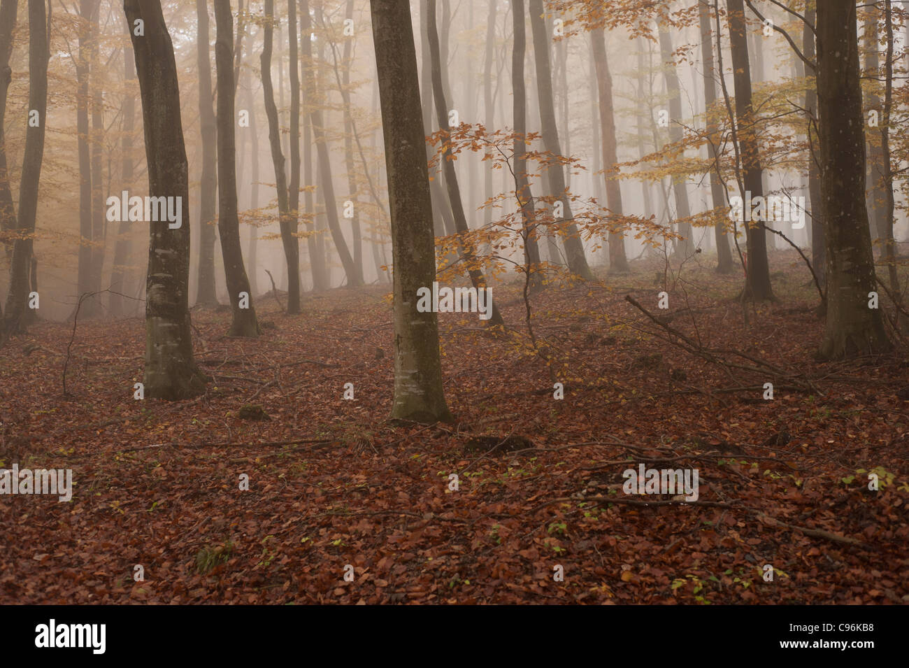 Misty autumn beech forest Stock Photo - Alamy