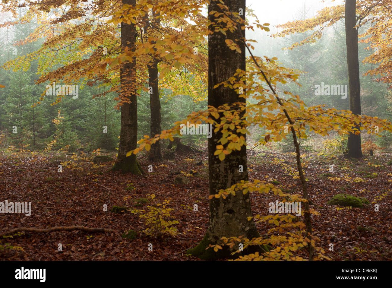 Old beech forest and young spruce plantation Stock Photo - Alamy