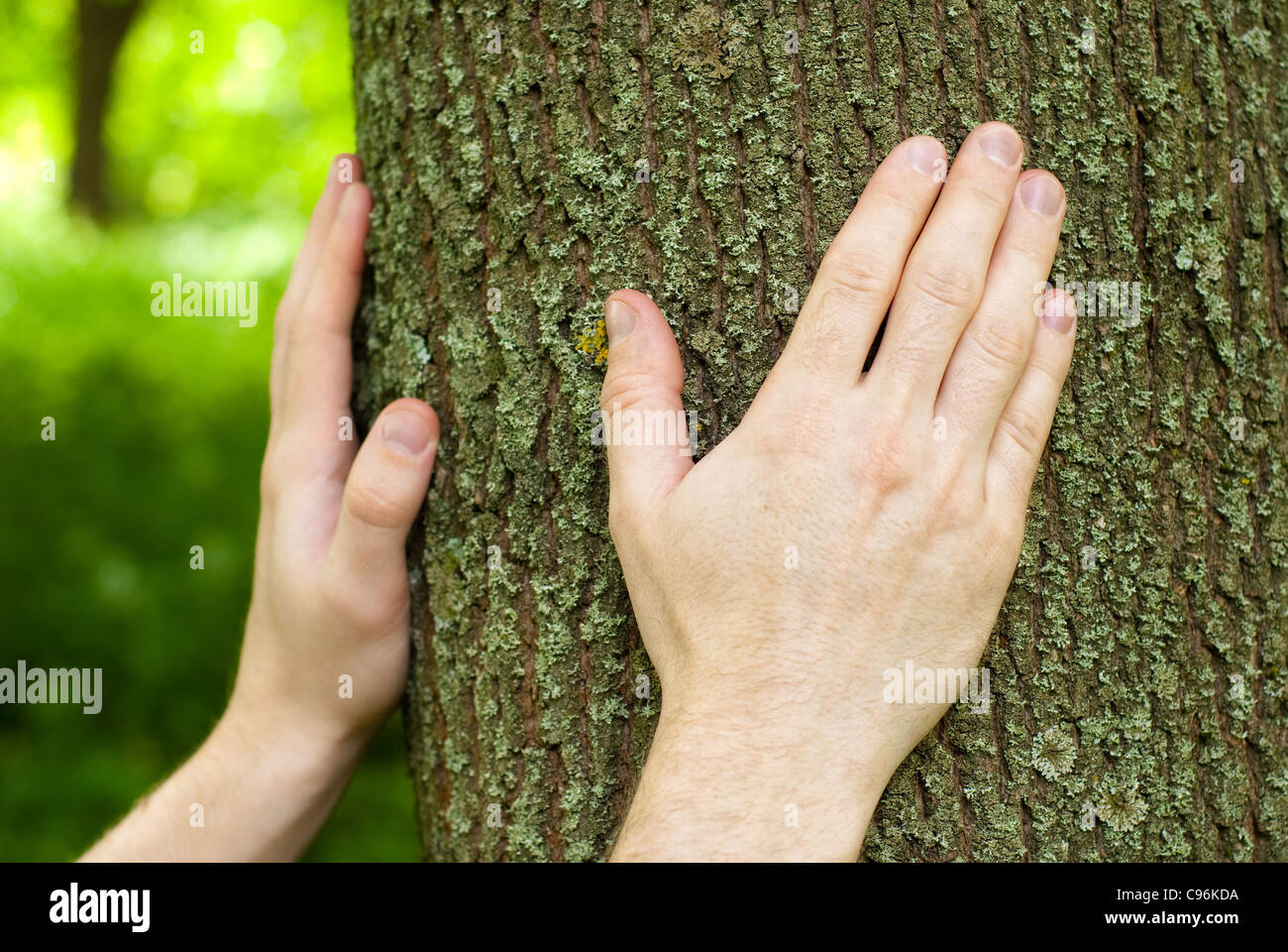 Foresters hands on oak trunk. Nature and all things connected to it ...