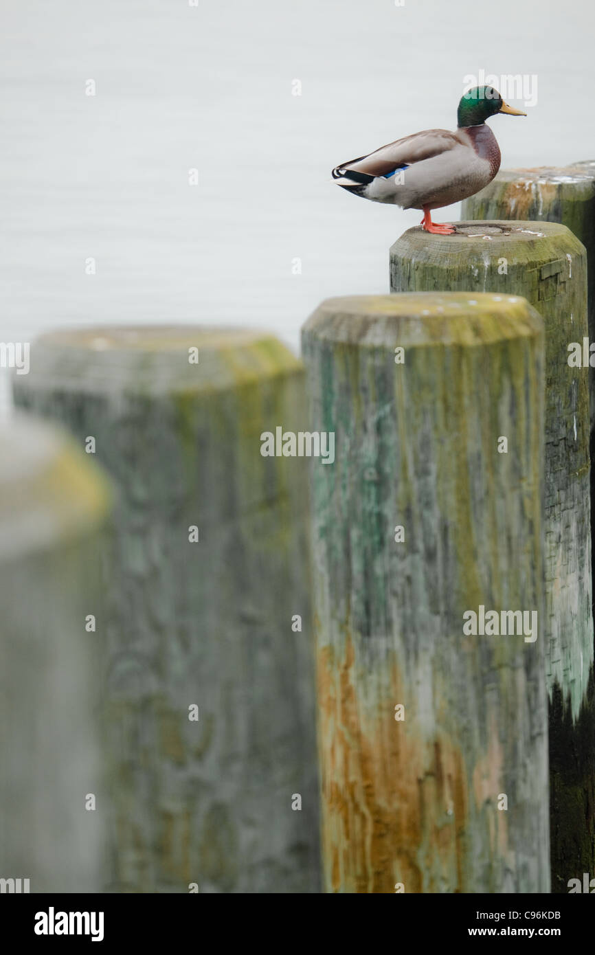 Duck on dock Stock Photo - Alamy