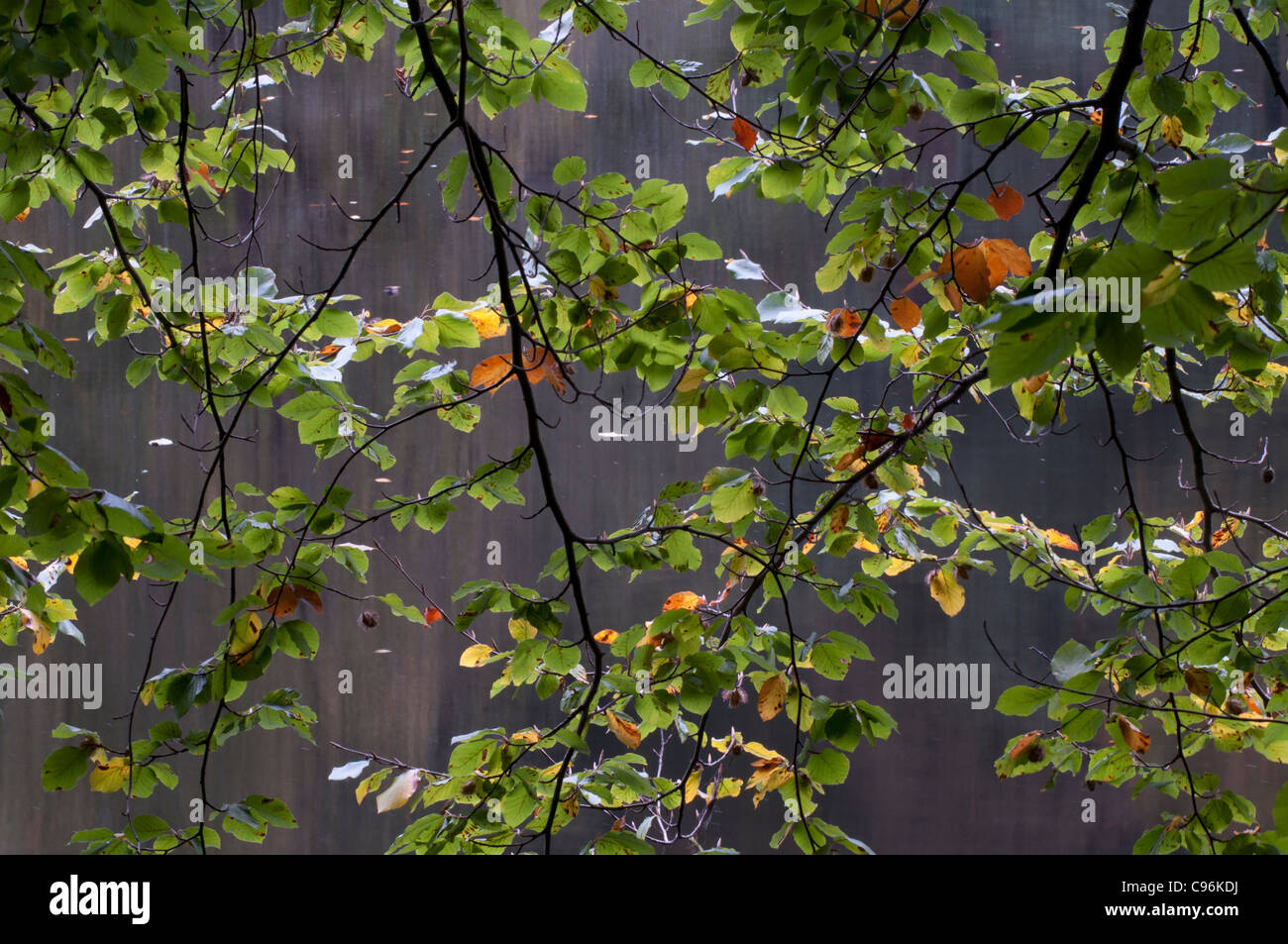 Red beech leaf hi-res stock photography and images - Alamy