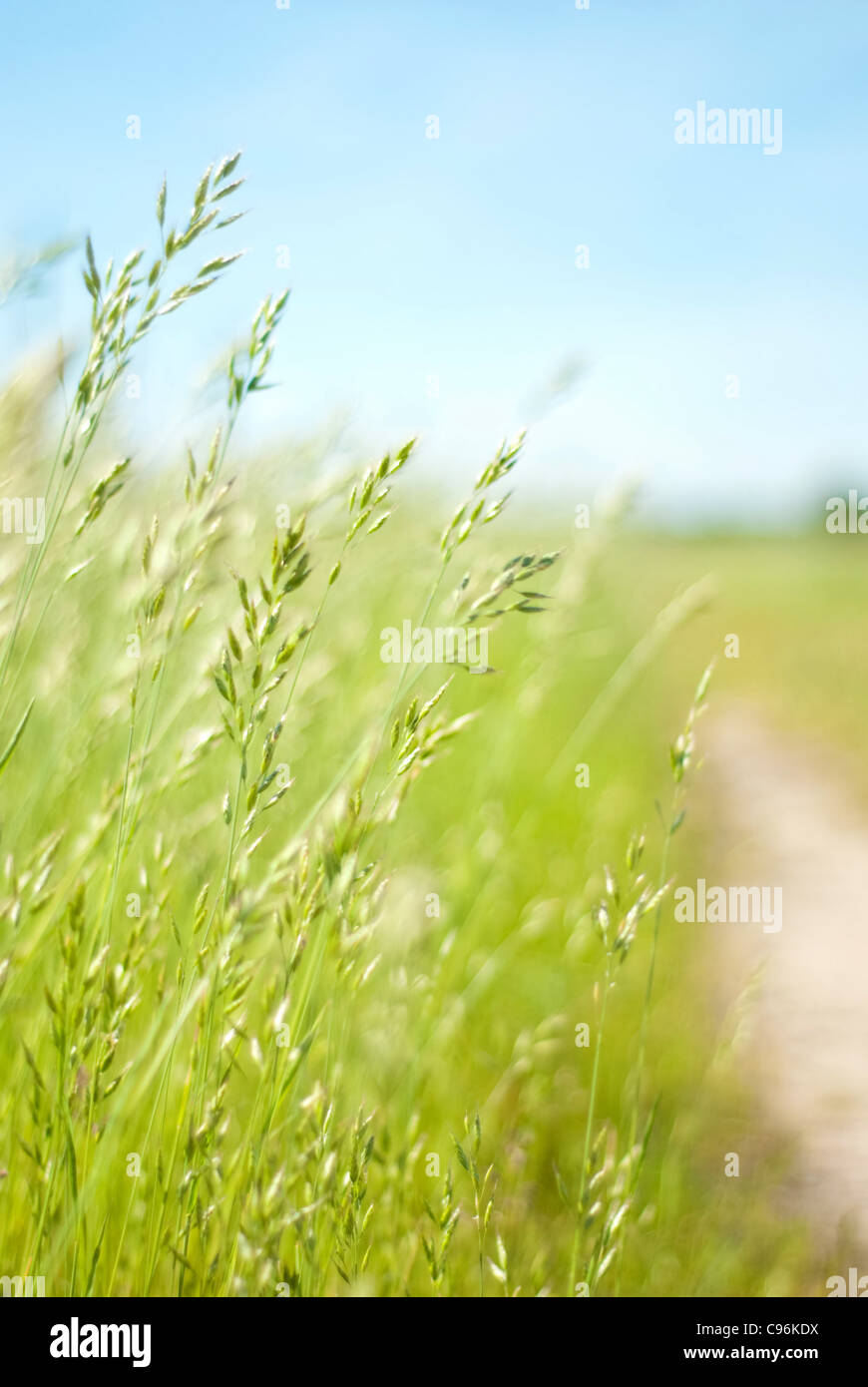Beautiful path in the field. Nature and all things connected to it ...