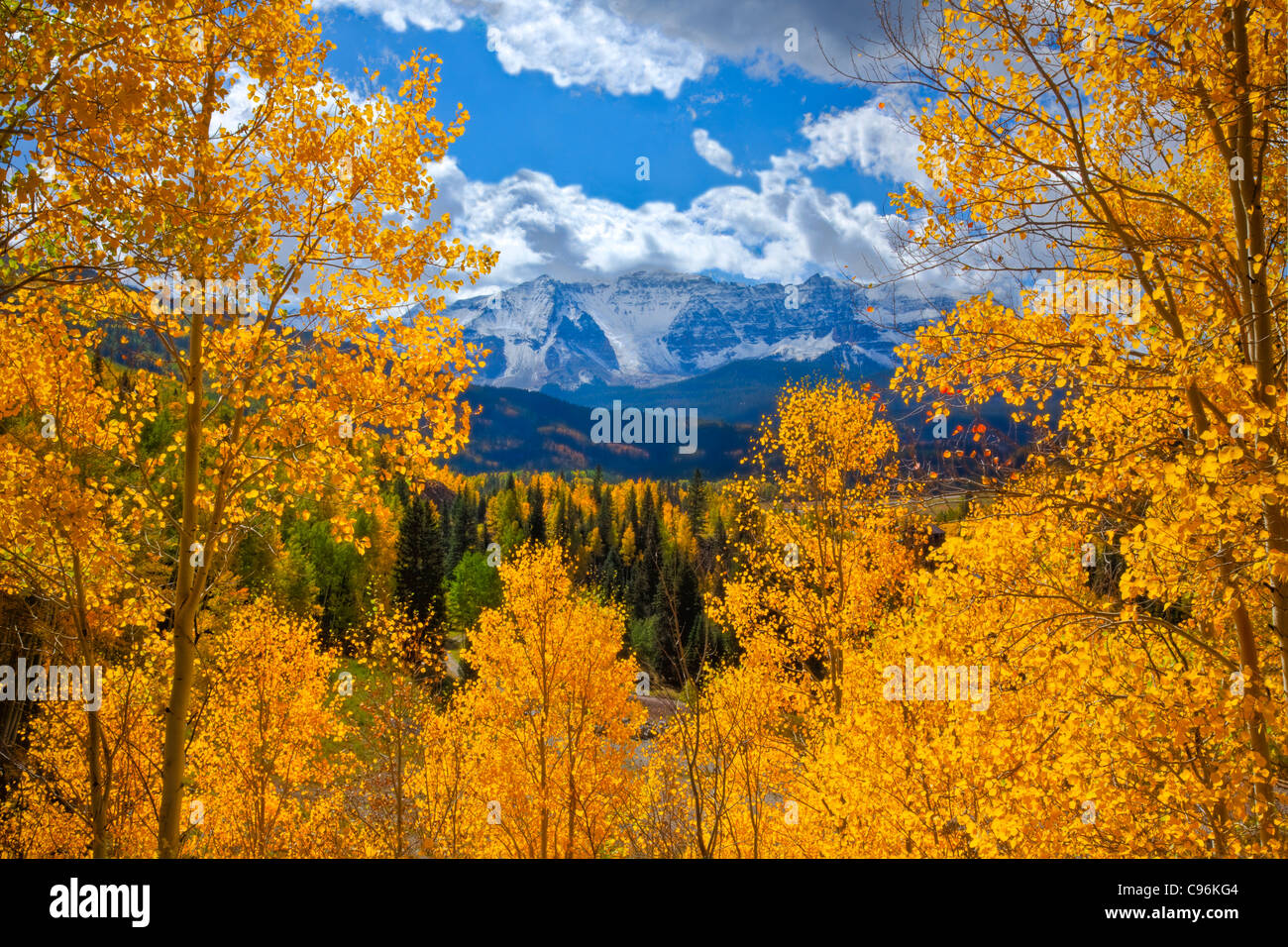 Aspens near Trout Lake, Uncomphagre National Forest, Colorado San Juan ...