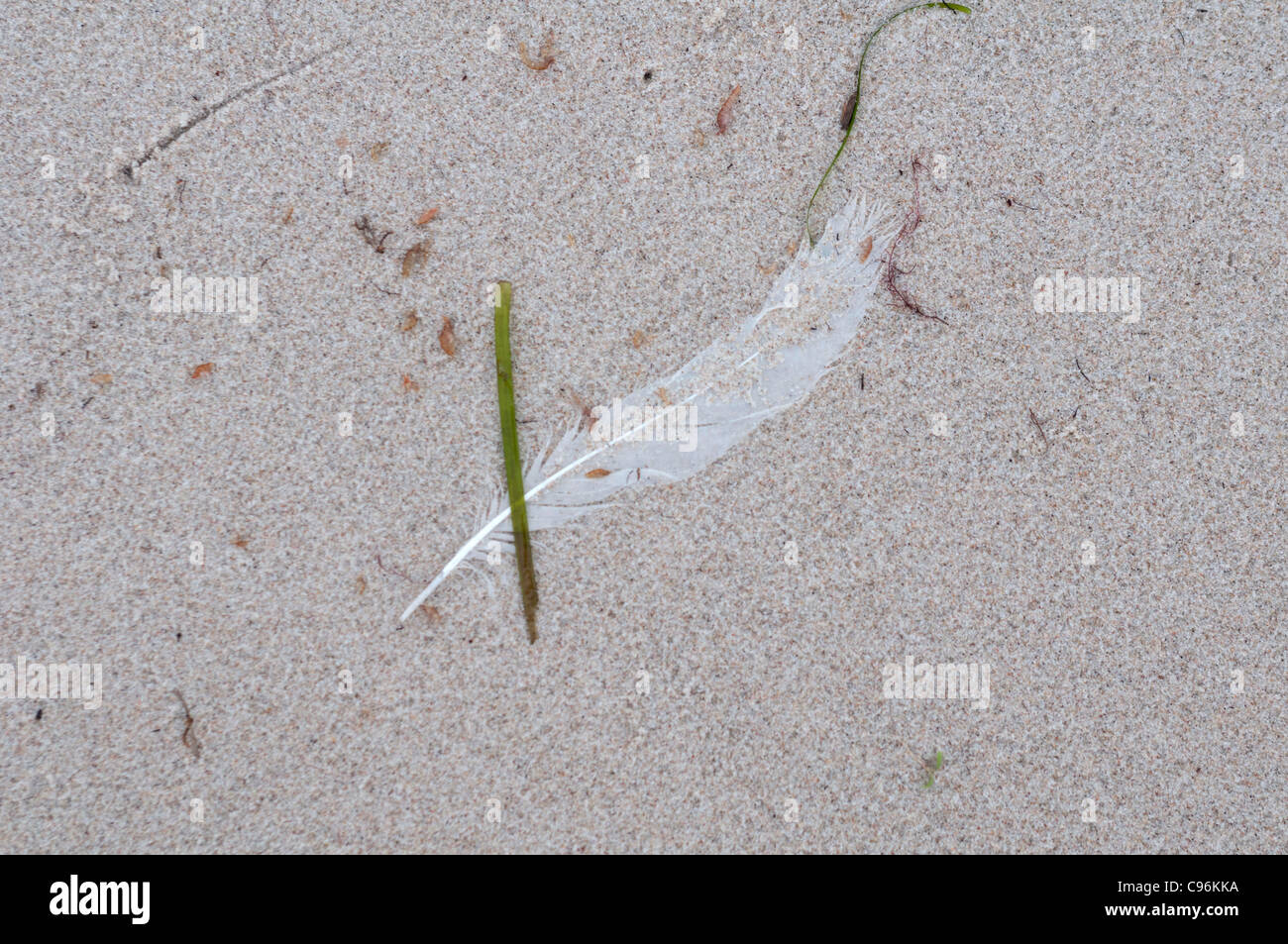 Seaweed and a white feather on the beach after a heavy storm Stock ...