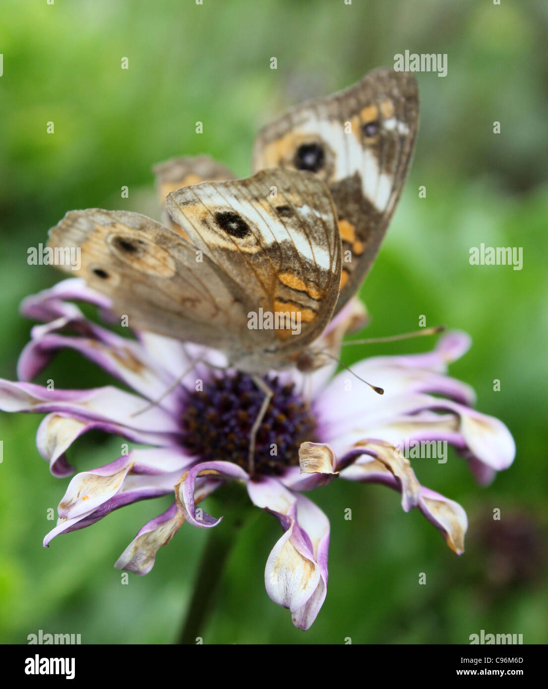 Faded buckeye butterfly on a fading flower Stock Photo - Alamy