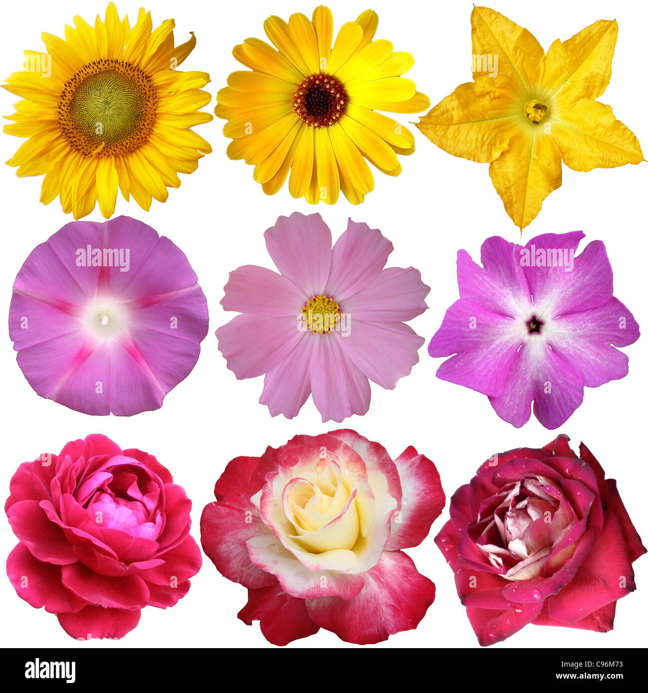 Flower collection isolated on white background Stock Photo - Alamy