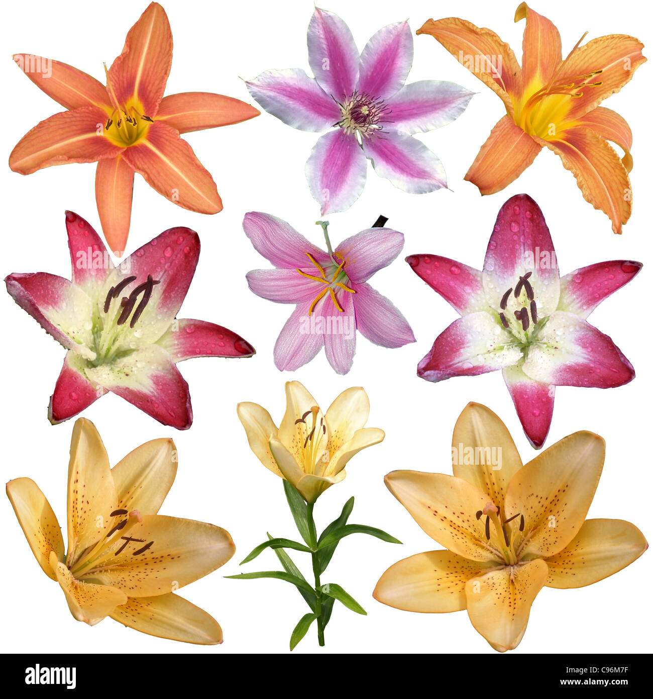 Flower collection isolated on white background Stock Photo - Alamy