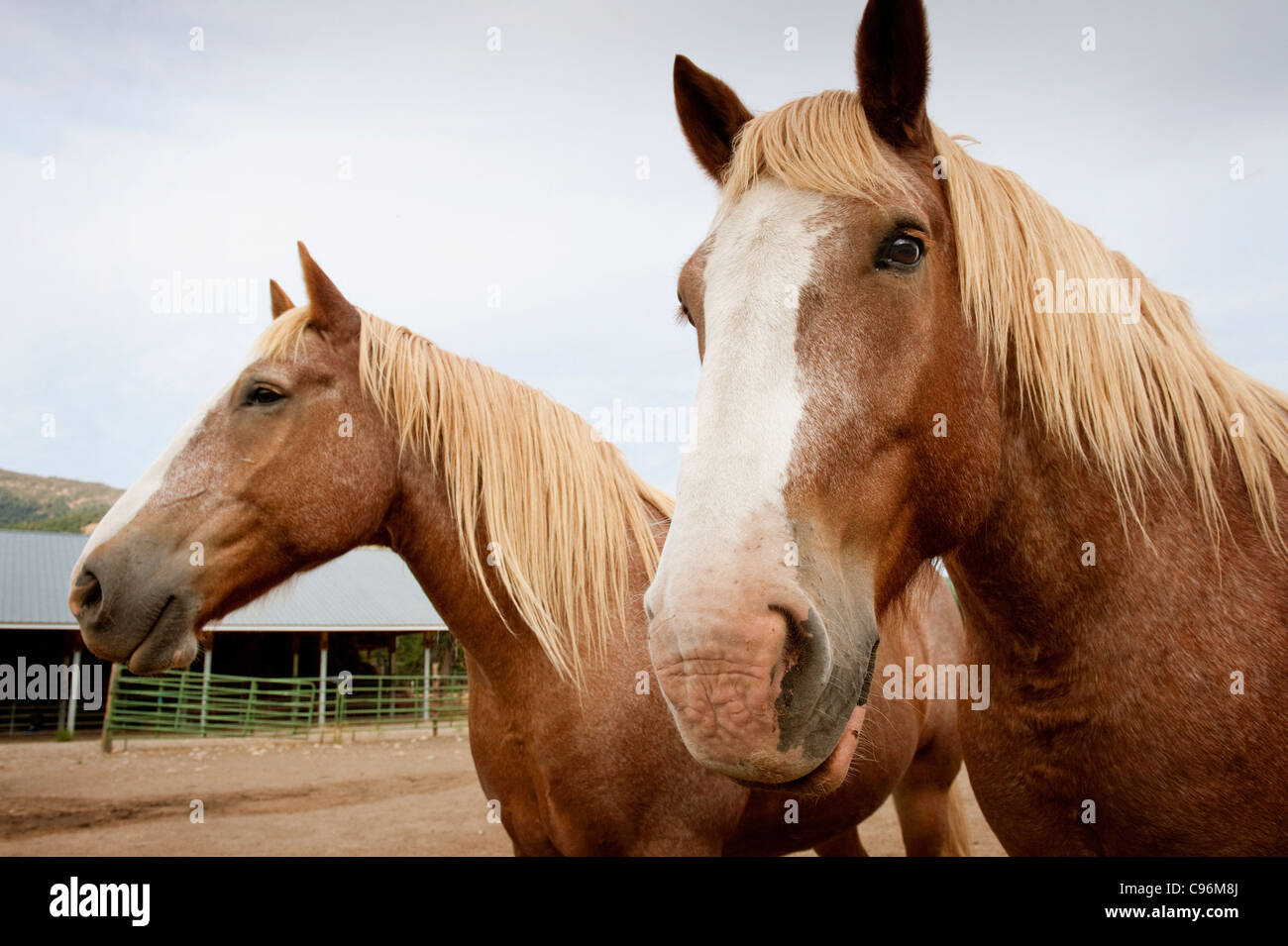 Two draft horses in a corral in the eastern Washington State town of ...