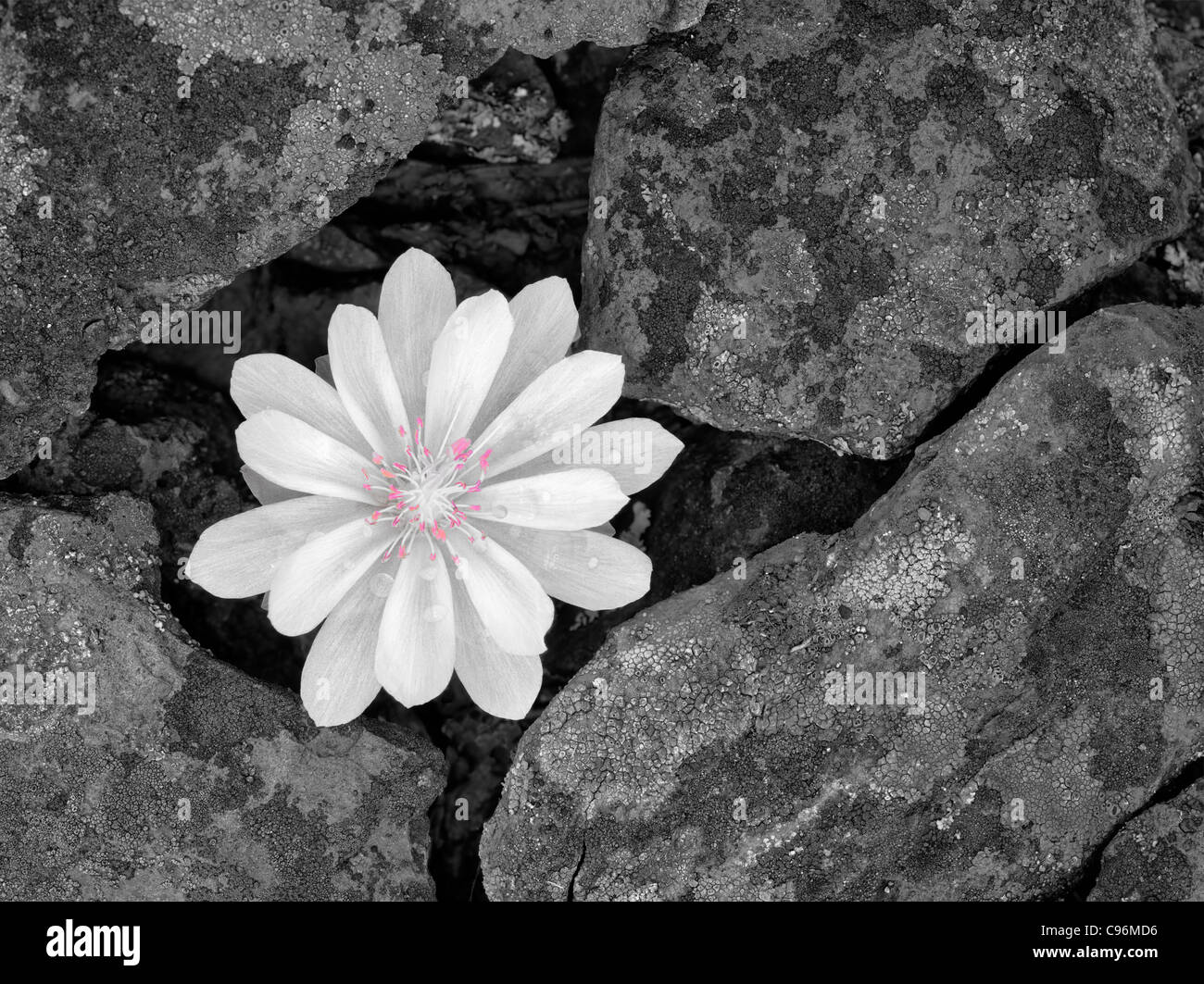 John root hi-res stock photography and images - Alamy