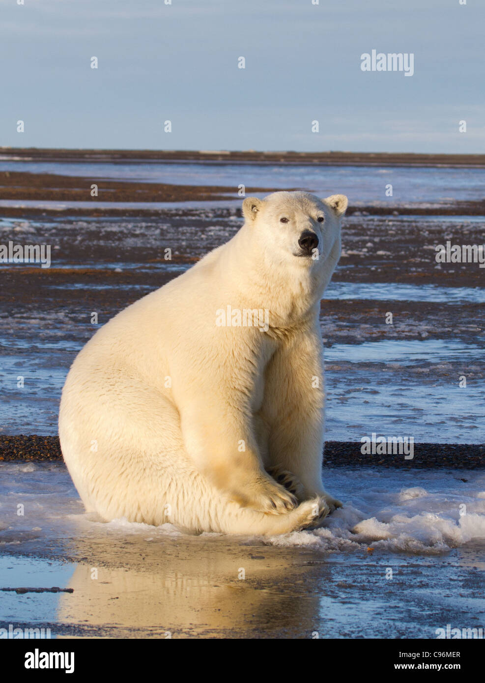 Adult polar bear hi-res stock photography and images - Alamy