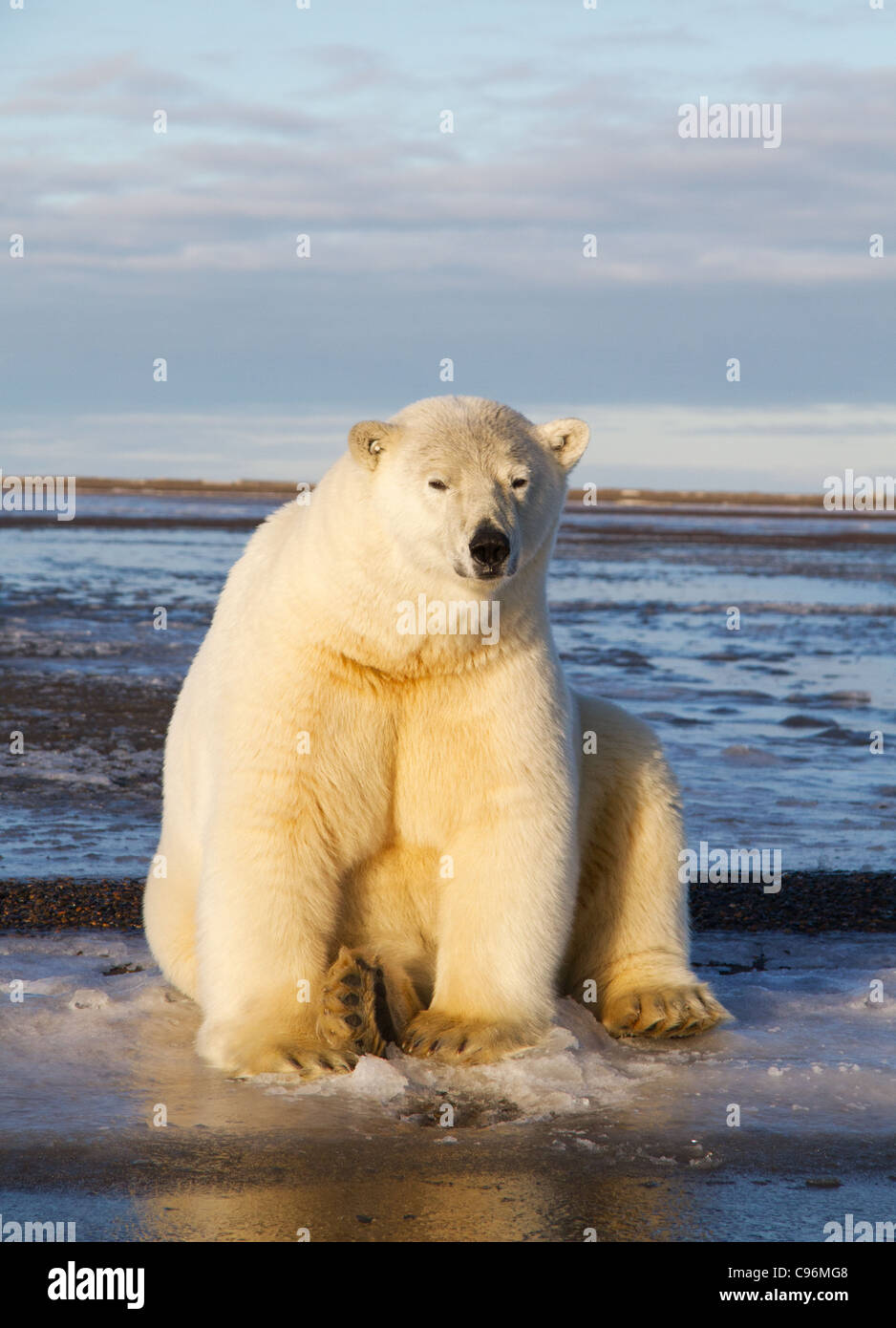 Image of sub adult polar bear Stock Photo - Alamy