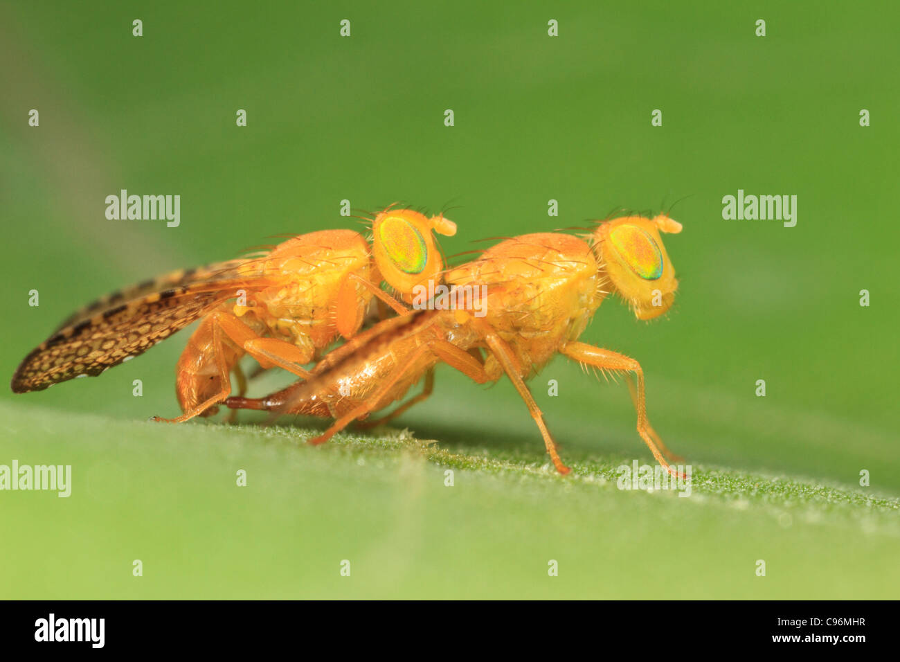 Fruit Fly Stock Photos & Fruit Fly Stock Images - Alamy