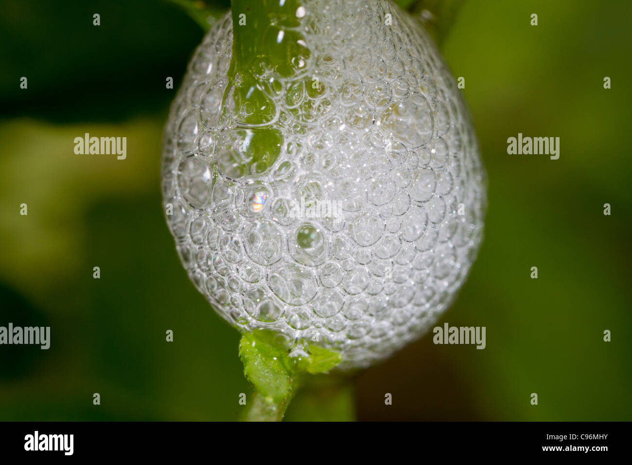 Spittlebug hi-res stock photography and images - Alamy