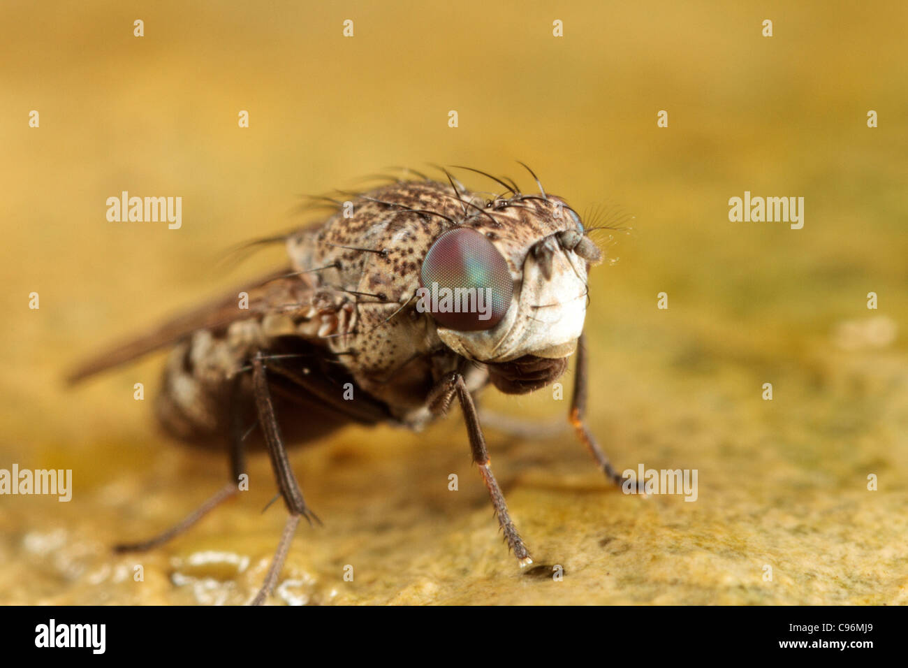 Tiny fly on moist rock Stock Photo - Alamy