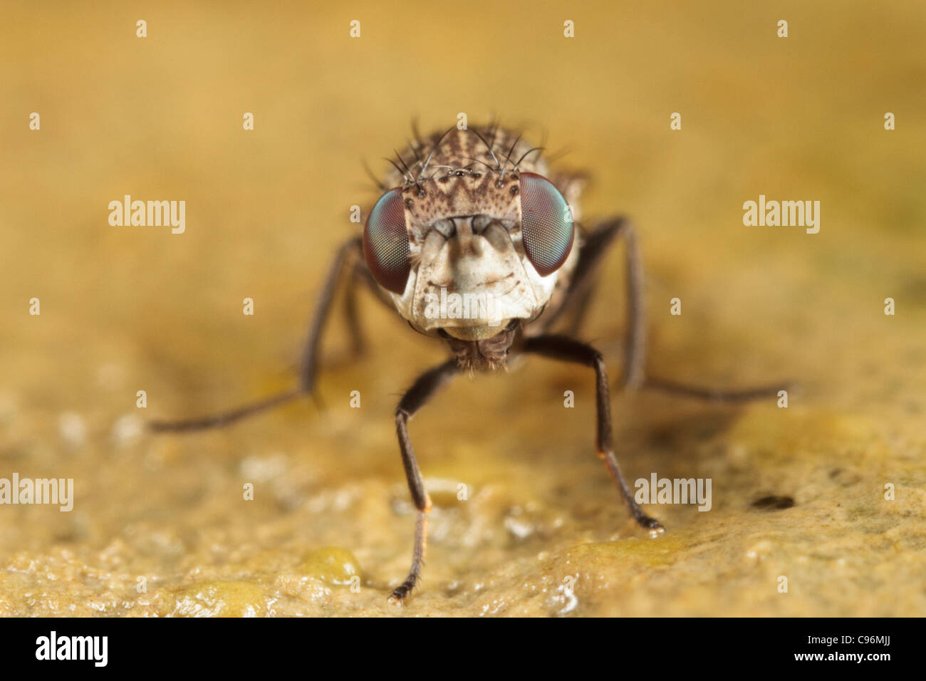 Ugly tiny hi-res stock photography and images - Alamy