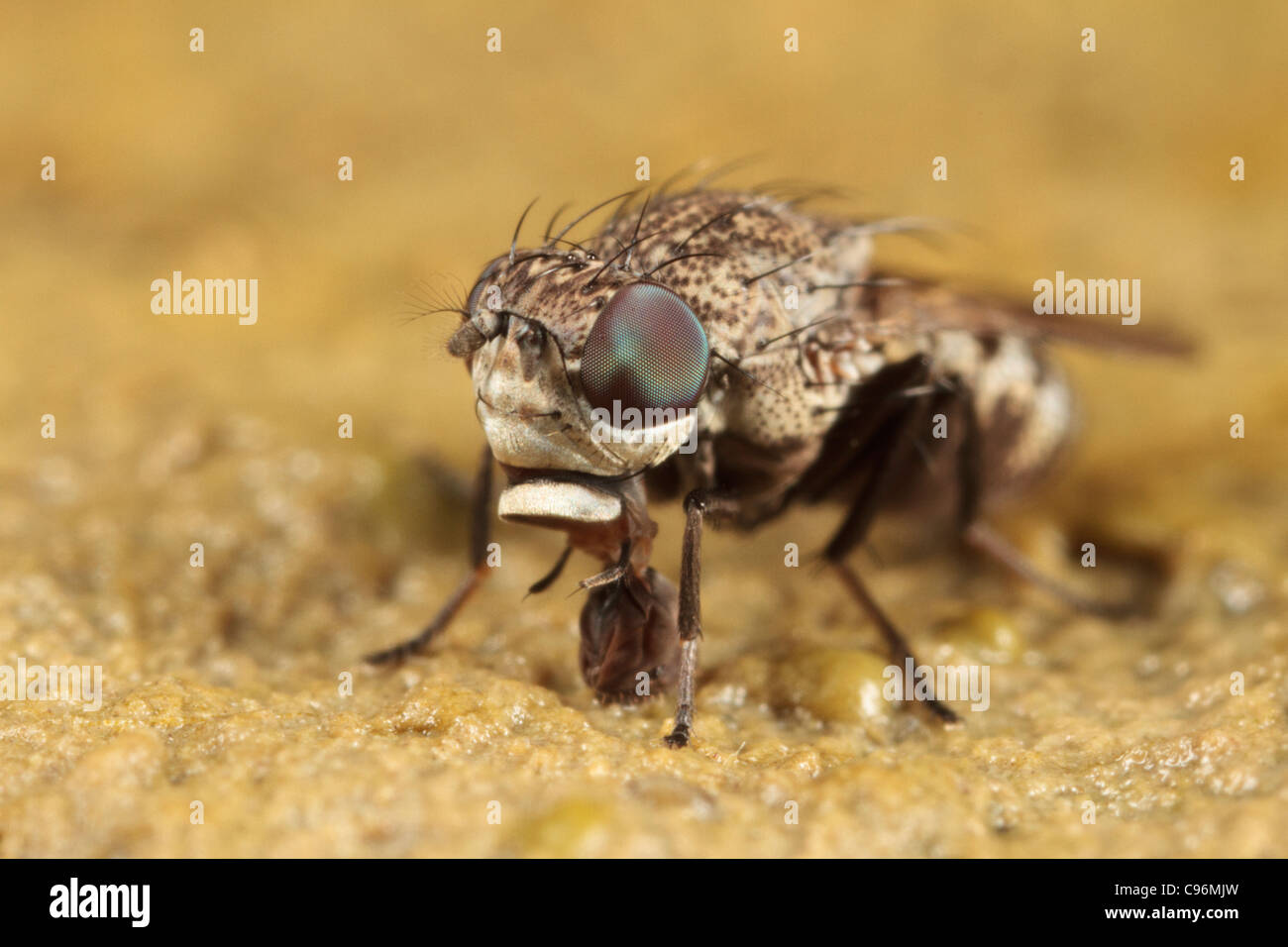 Rock with insect hi-res stock photography and images - Alamy
