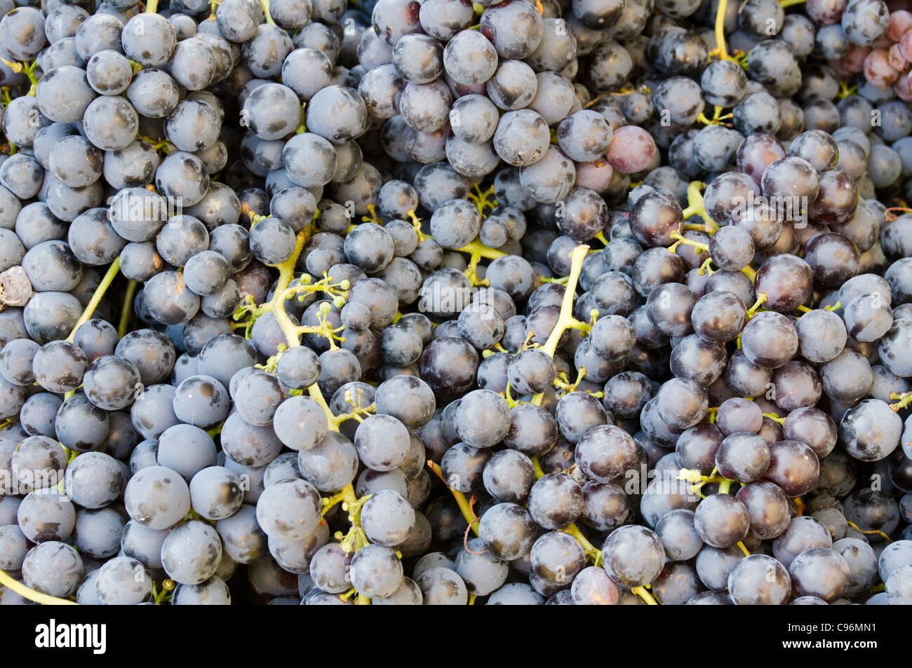 Freshly picked grapes on display at the farmers market Stock Photo - Alamy