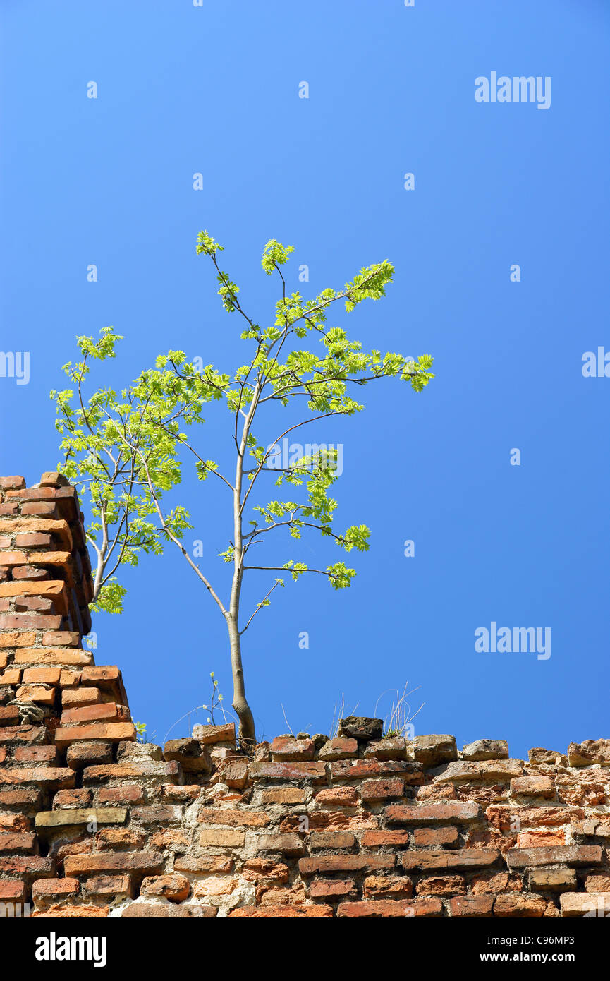 Alone tree on the wall - blue sky Stock Photo - Alamy