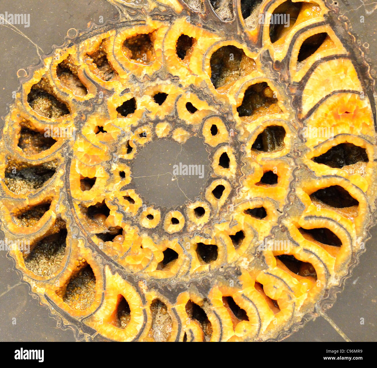 Detailed internal structure of an ammonite fossil Stock Photo - Alamy