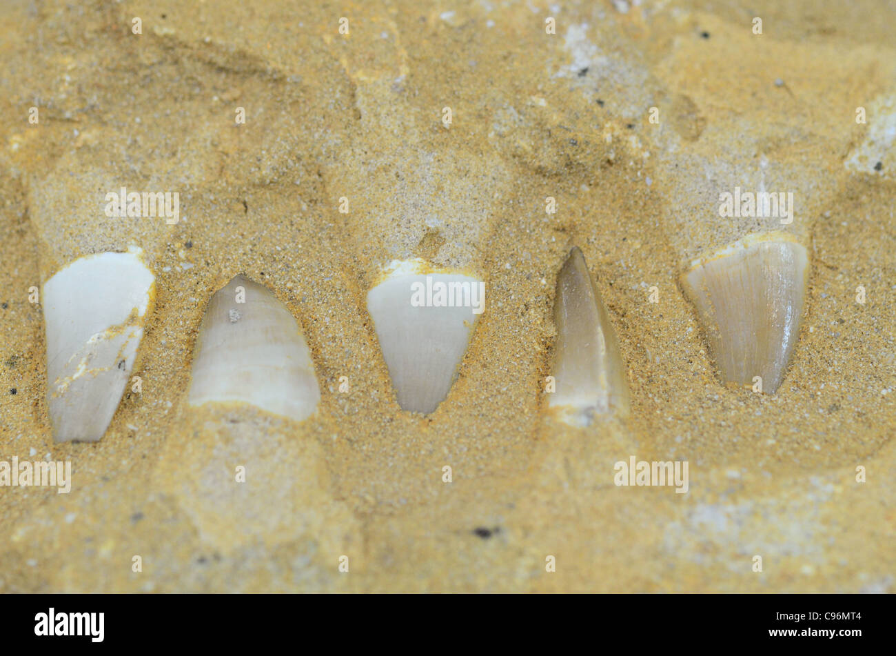 Mosasaur teeth hi-res stock photography and images - Alamy