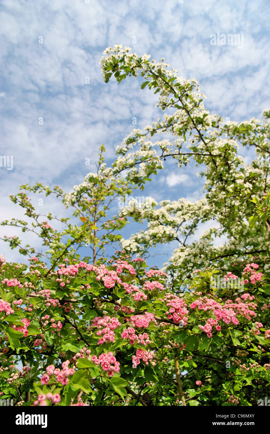 Blossom, blooming cherry tree and blue sky Stock Photo - Alamy
