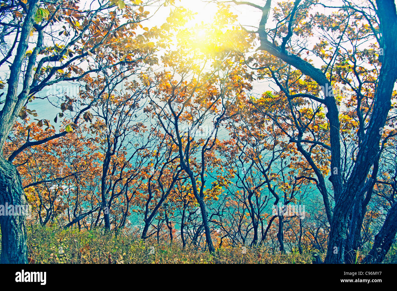 colorful foliage tree and japan sea at autumn Stock Photo - Alamy