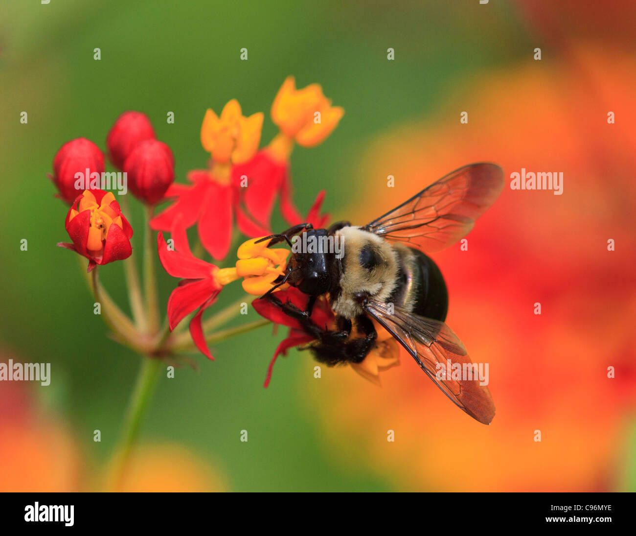 Bombus sp hi-res stock photography and images - Alamy