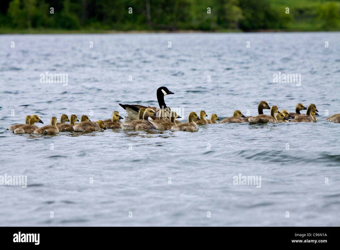 Canada goose and goslings flanked by the gander, swimming on the lake ...
