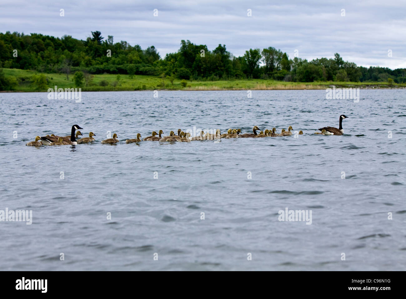 Canada goose and goslings flanked by the gander, swimming on the lake ...