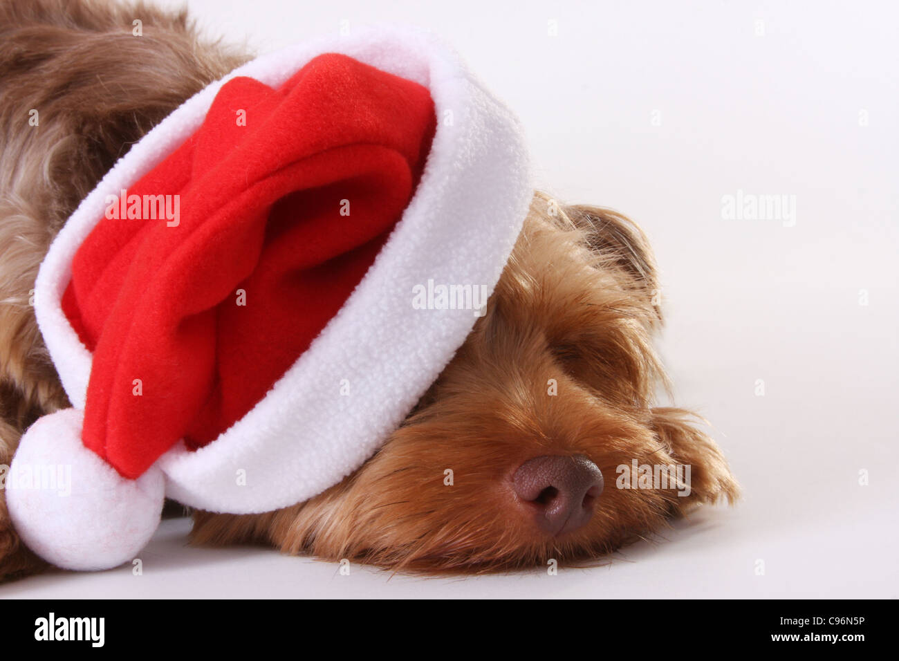 Yorkshire terrier with hat hi-res stock photography and images - Alamy