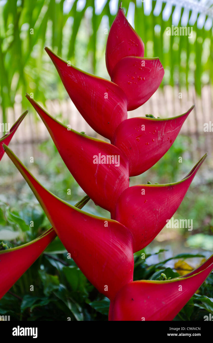 Flowering tropical heliconia bouirgaeana plant with bright crimson ...