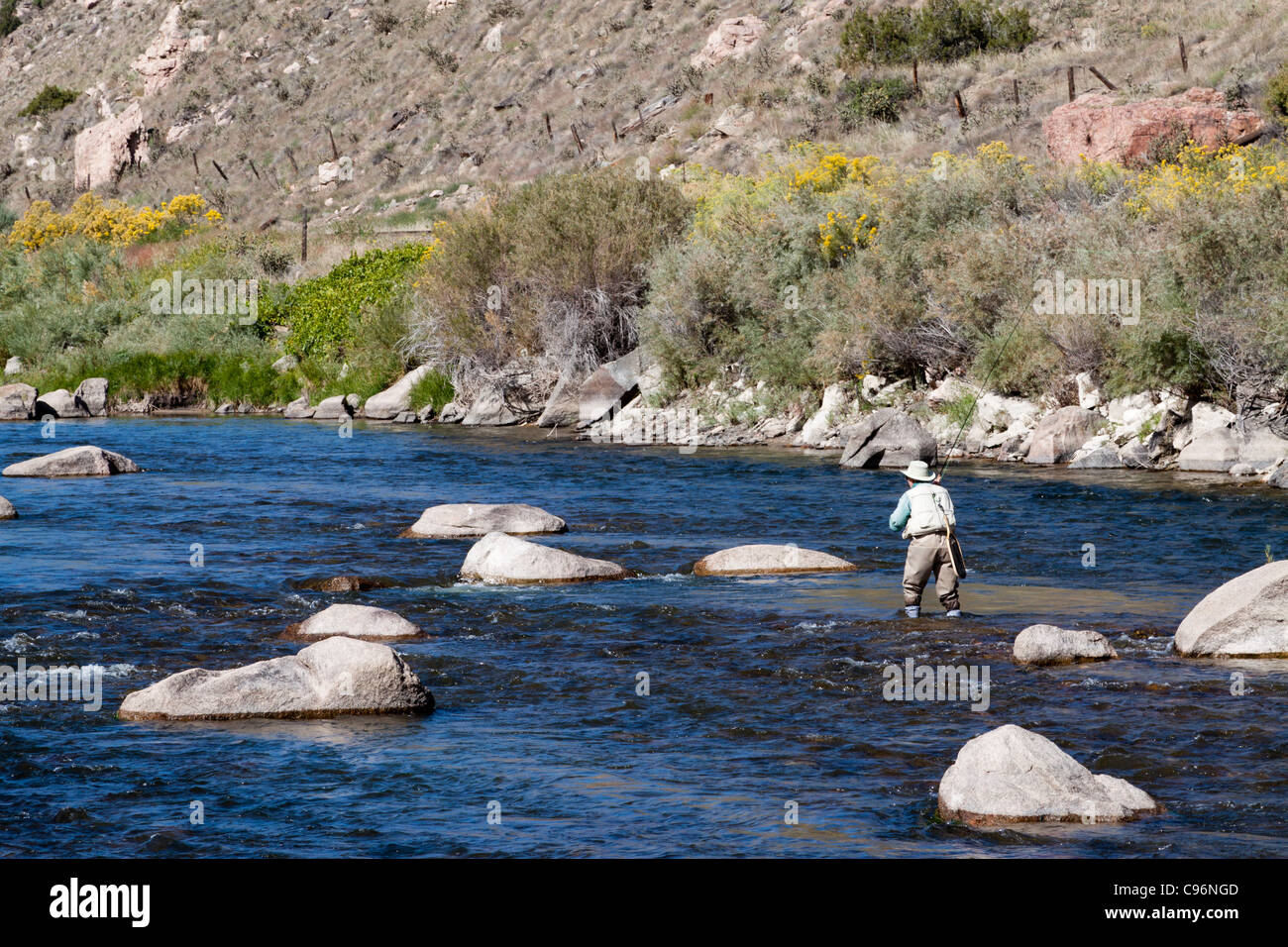 Man casting his fly rod while fly fishing in a river in the Rocky ...