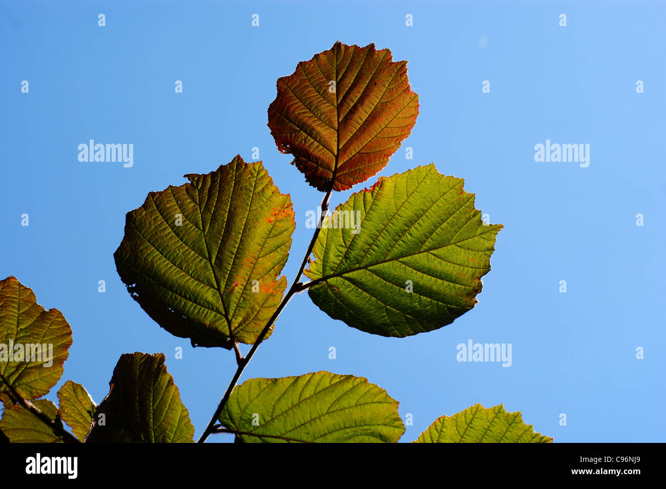 leaf of hazel on the blue sky background Stock Photo - Alamy