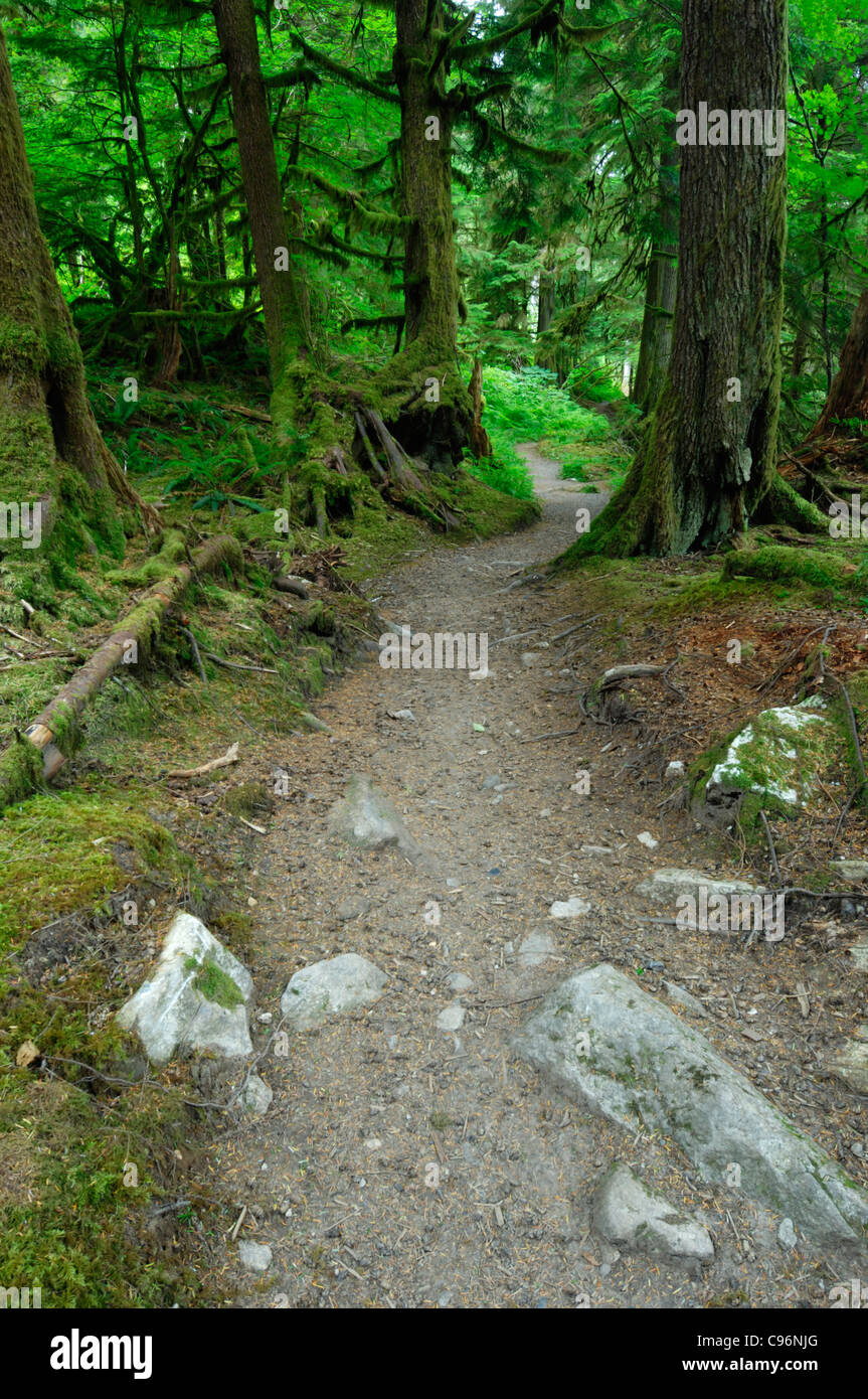 Trail along the Middle Fork Snoqualmie River, Mount Baker-Snoqualmie ...