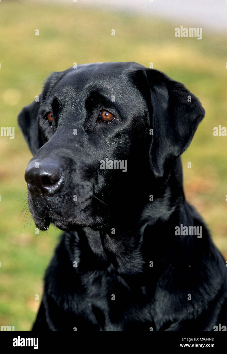 Black Labrador retriever Stock Photo - Alamy