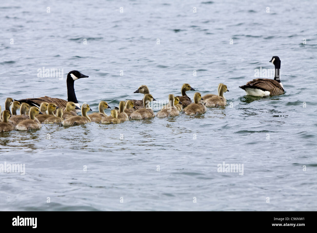 Gander canada hi-res stock photography and images - Alamy